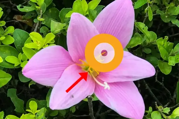 Image Color Picker Color Picker From Image Getimagecolor